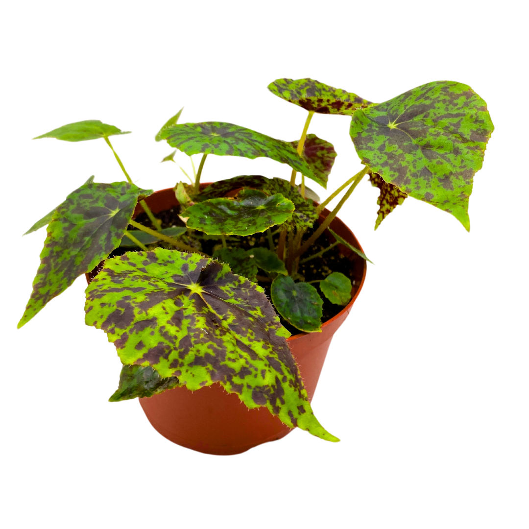 Shy Dancer Begonia Rhizomatous 6 inch Green Spotted Rhizo – Harmony Foliage