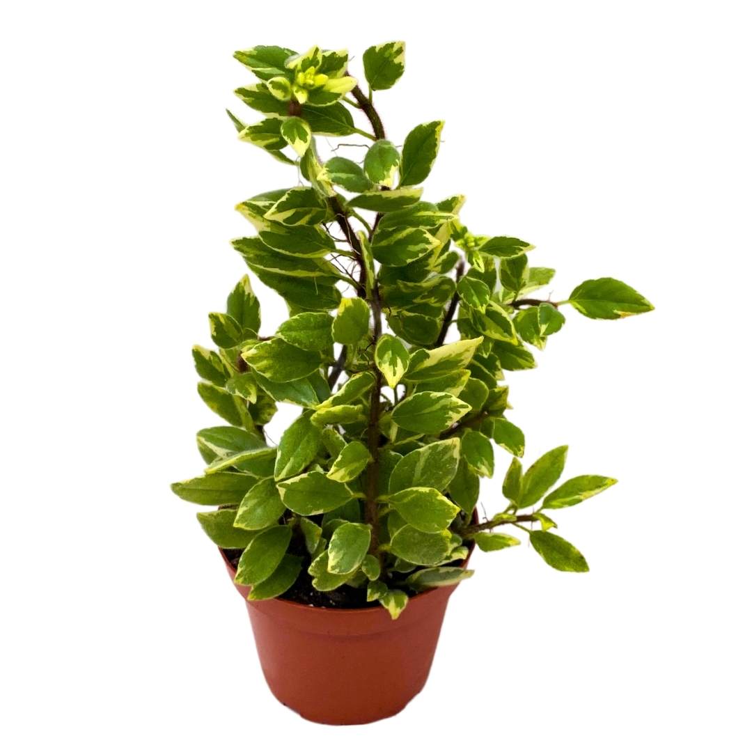 Columnea Variegated Light Prince in a 4 inch Pot – Harmony Foliage