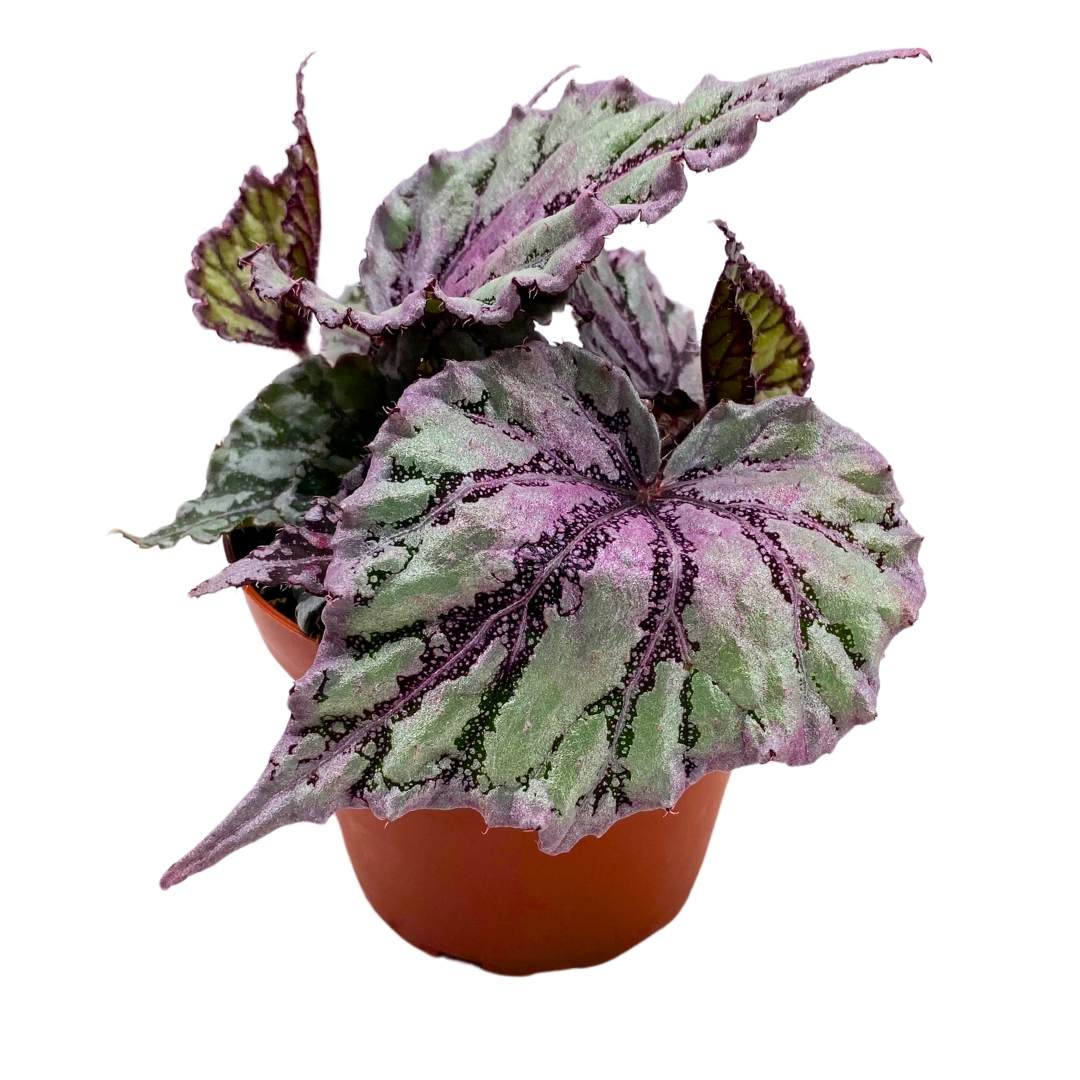 Begonia Rex Merengue in a 4 inch Pot Pink Silver – Harmony Foliage