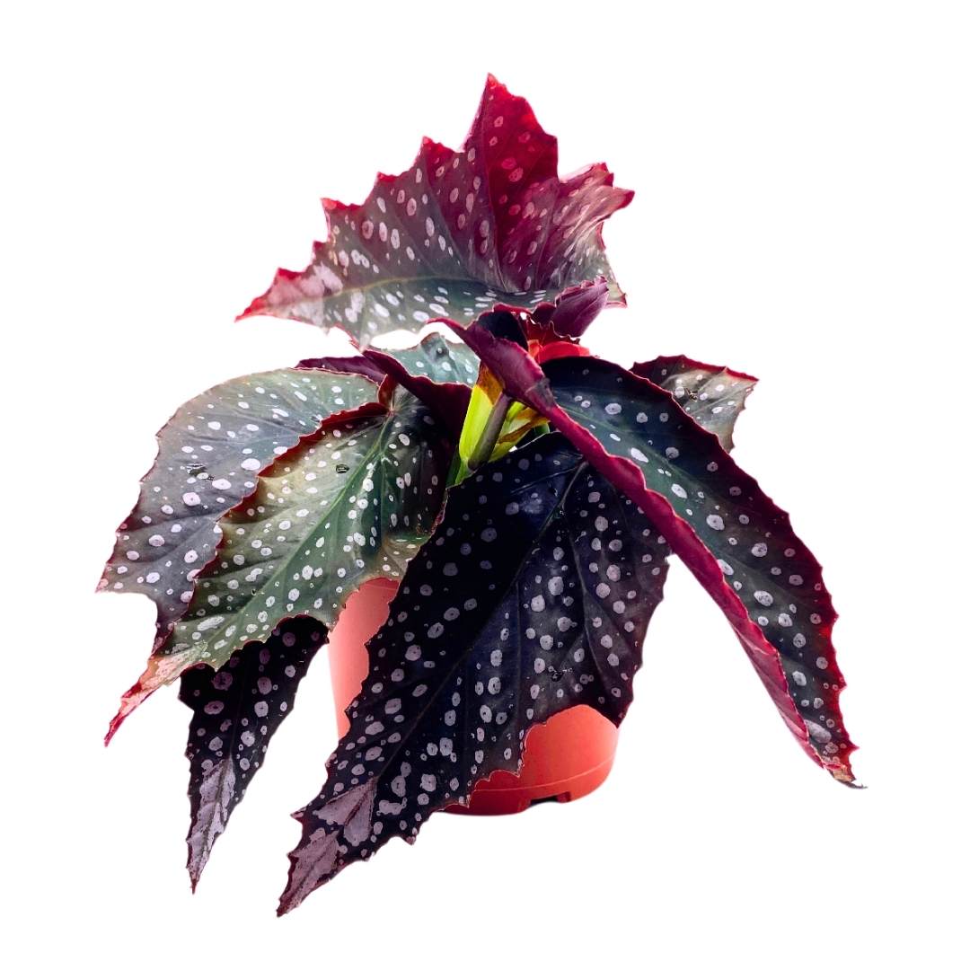 Harmony's Witcher Angel Wing Cane Begonia 6 inch Serrated muitple silv ...