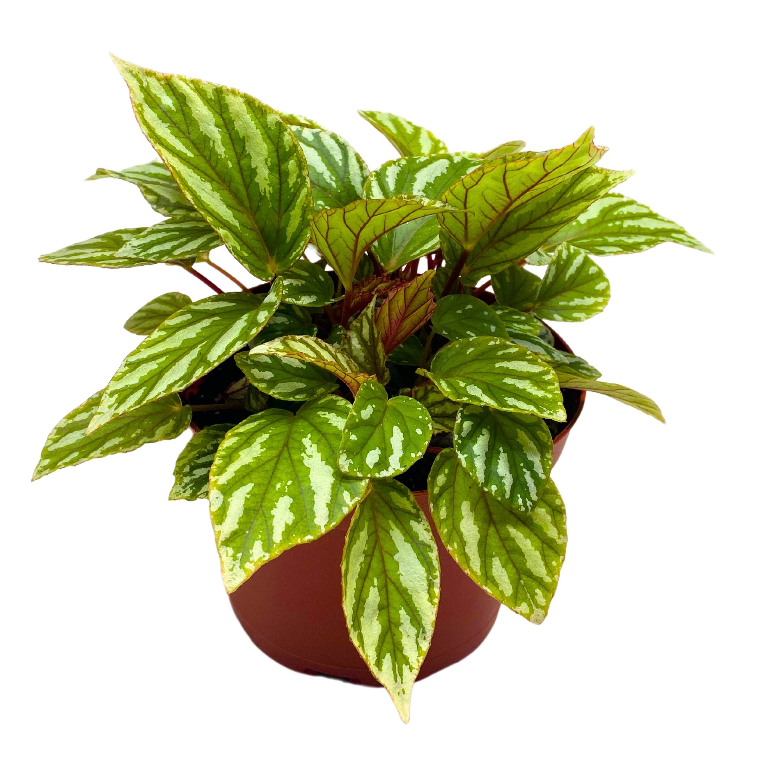 Begonia U604 6 inch Rhizomatous – Harmony Foliage