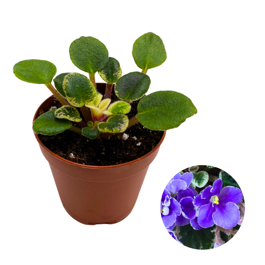 Mini African Violet Definitely Daryl Variegated 2 inch Blue Flower ...