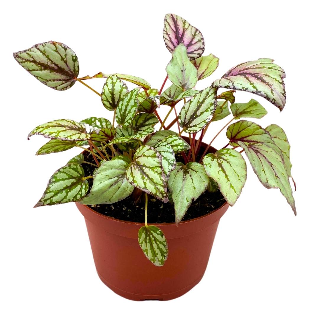 Begonia Rex Hugh McLaughlin 6 inch – Harmony Foliage