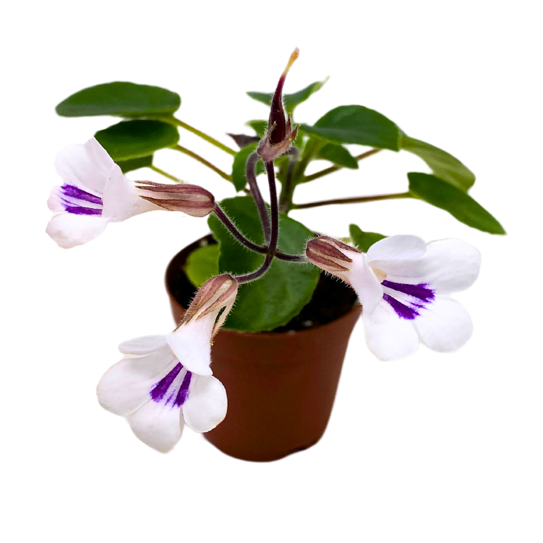 Primulina Tamiana Mini 2 inch White Purple Flower – Harmony Foliage