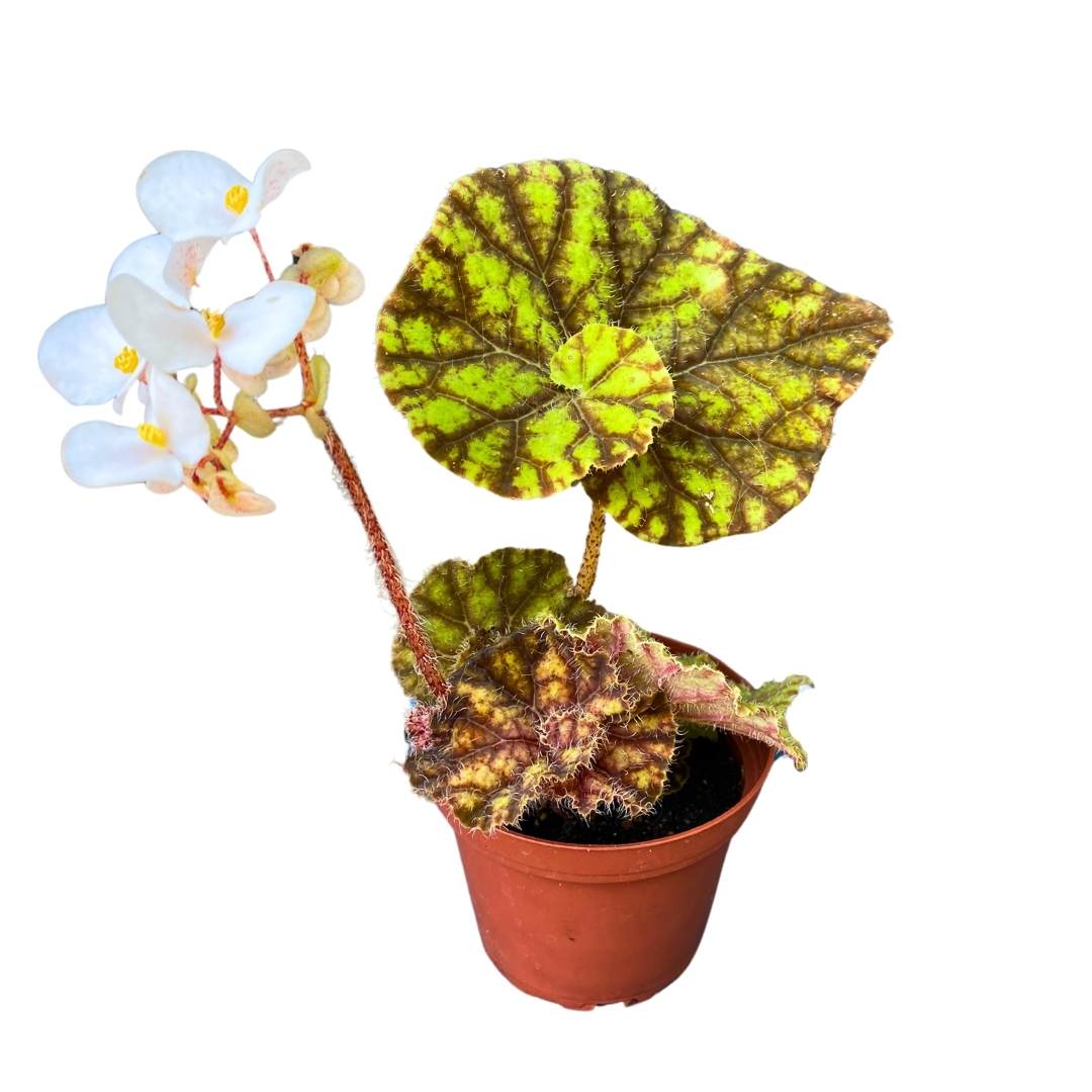 Begonia Rhizomatous Cowardly Lion in a 4 inch Pot Yellow Spiral Rhizo ...