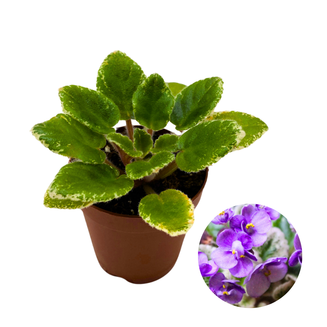 Mini African Violet Grape Treat Variegated, 2 inch Purple Flower ...