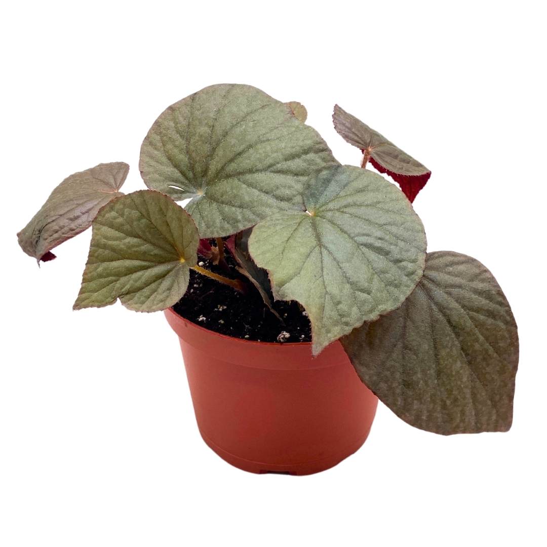 Begonia U508, 6 inch Gray Large Leaf Rhizo Rhizomatous – Harmony Foliage