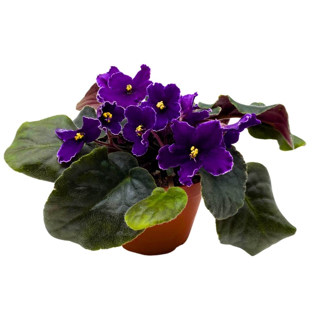 African Violet VaT Star Race 4 inch – Harmony Foliage