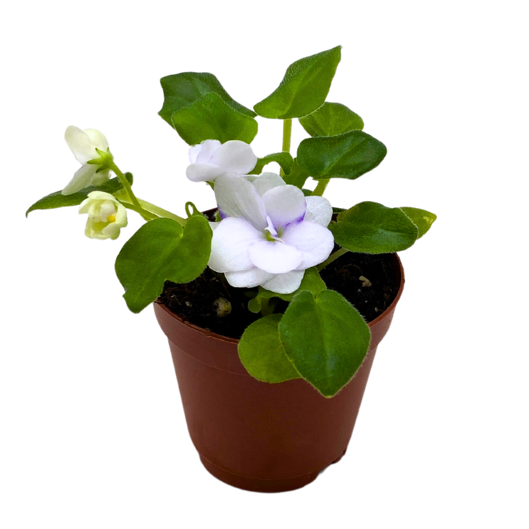 Mini African Violet Rob's Humpty Doo 2 inch White Flower – Harmony Foliage