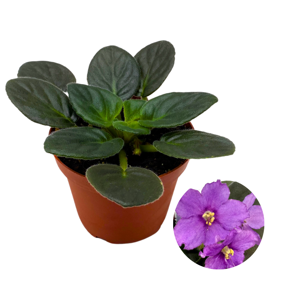 African Violet Radiant Glow 4 inch Purple Flower – Harmony Foliage