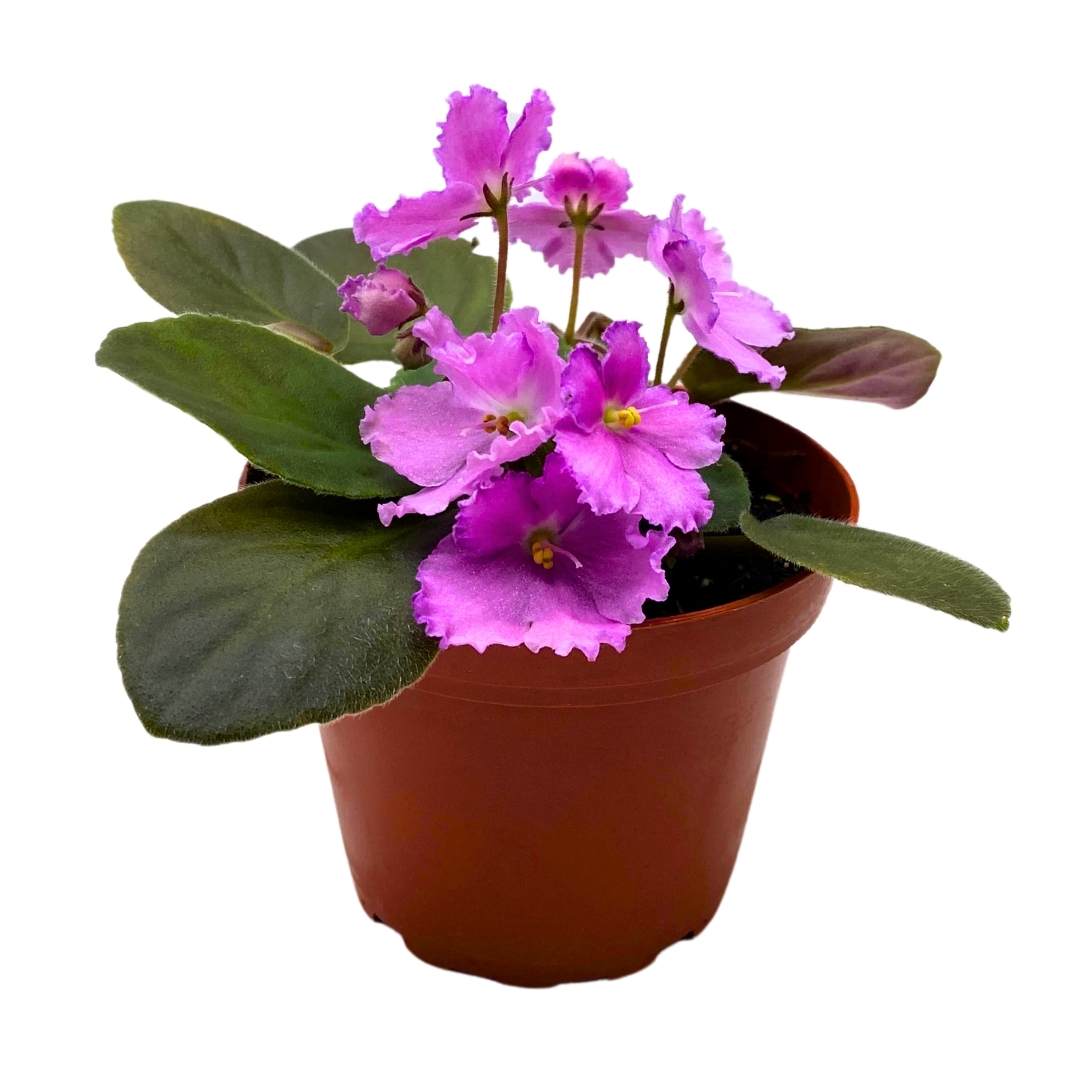 African Violet Heaven's-A-Calling, 4 inch White Flower Saintpaulia Ges ...