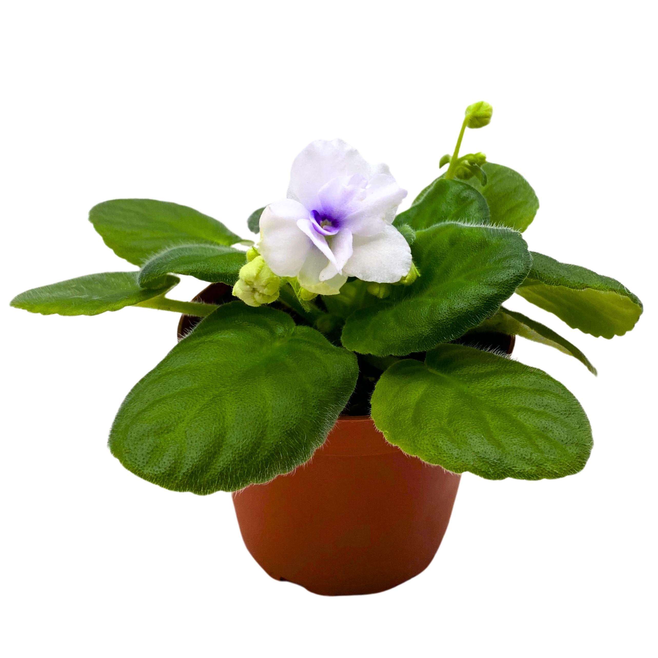 Cheyenne African Violet Saintpaulia 4 inch – Harmony Foliage