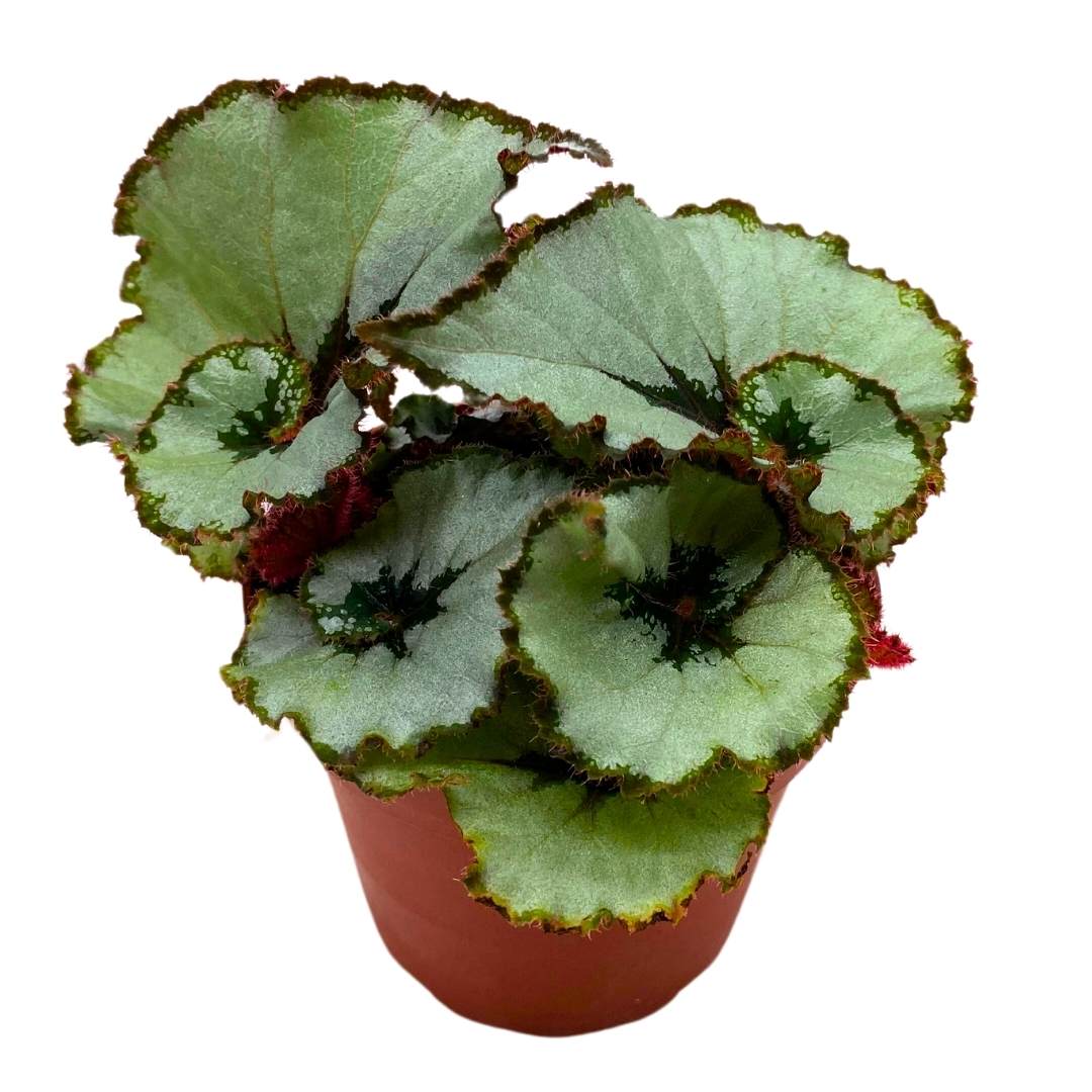 Begonia Rex Java Escargot in a 4 inch Pot Gray Spiral – Harmony Foliage