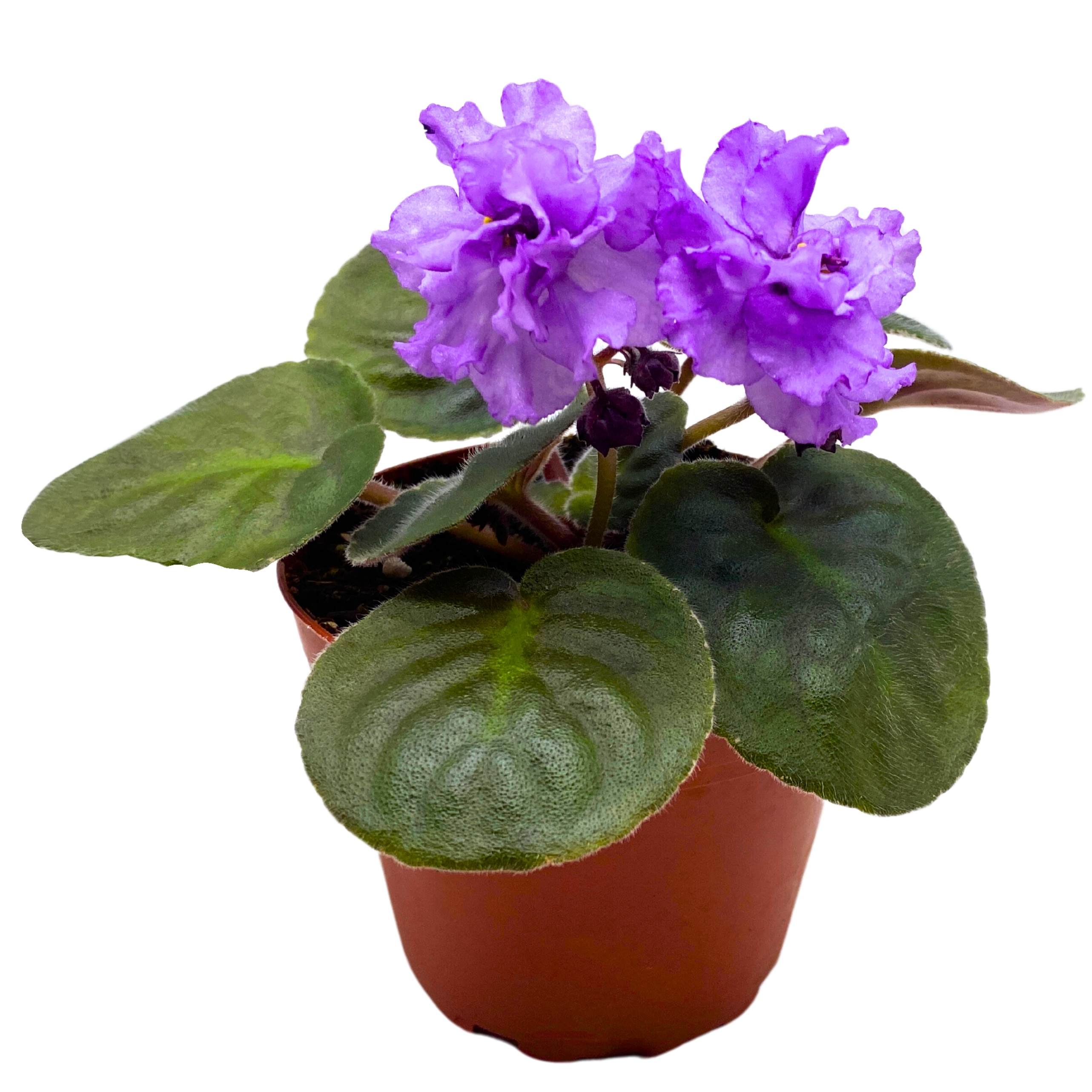 VaT Lavender's Aroma African Violet Saintpaulia 4 inch – Harmony Foliage