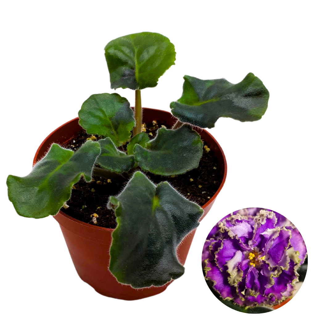 African Violet Water Sprite 4 inch Purple White Ruffle Flower – Harmony ...