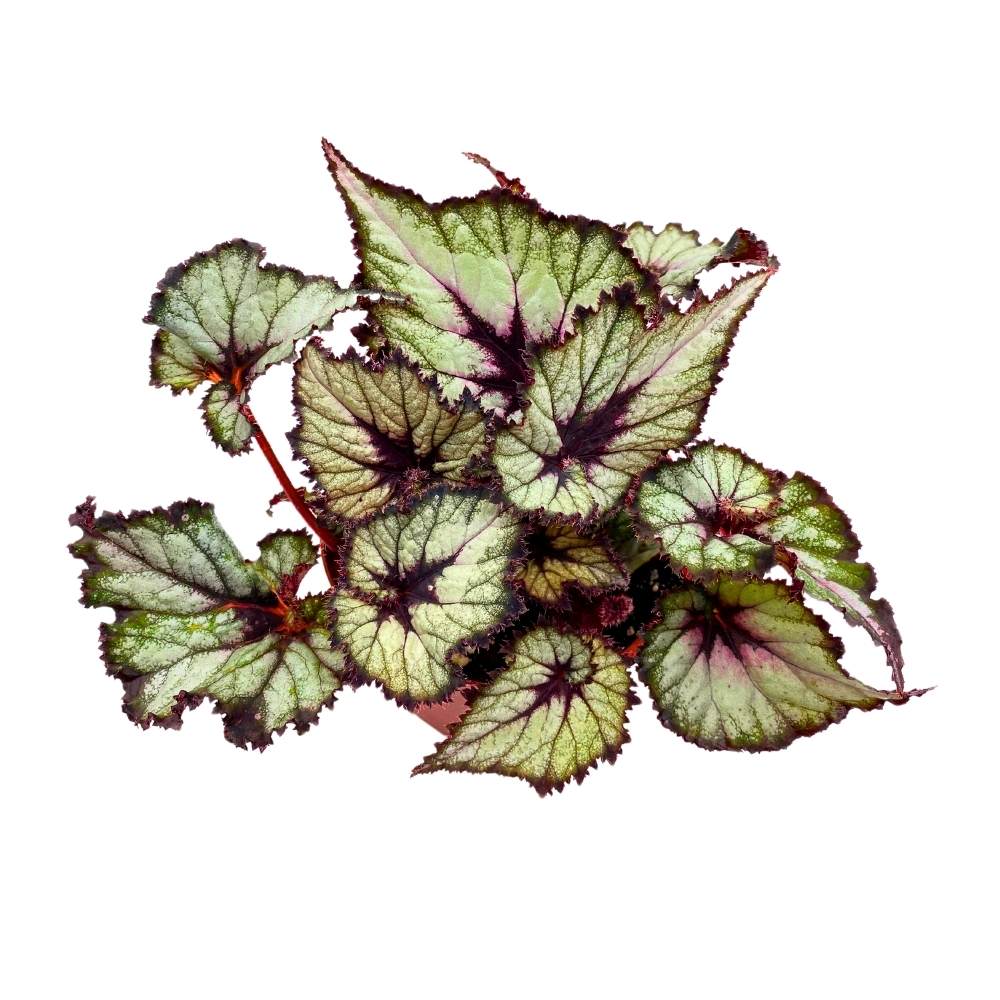 Harmony's Starlite Begonia Rex 6 inch Starlight – Harmony Foliage