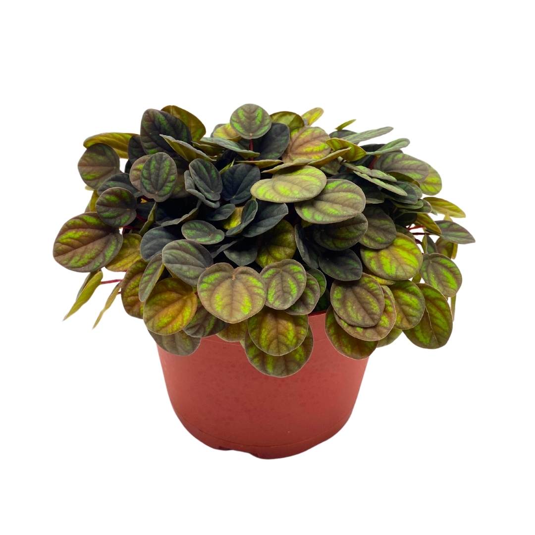 Peperomia Peppermill in a 6 inch pot – Harmony Foliage