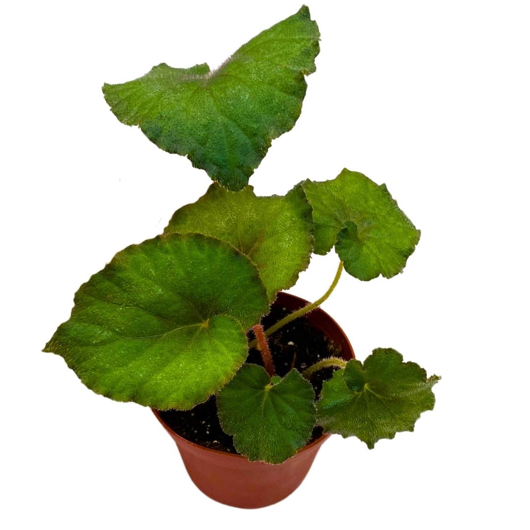 Begonia Harmony's Nautilus 4 inch Rhizomatous – Harmony Foliage