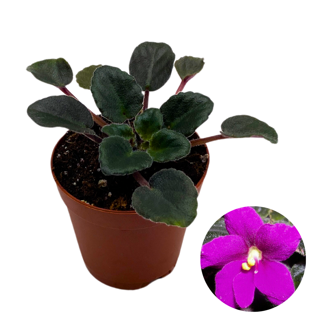 Mini African Violet Jolly Magic 2 inch Fuscia Flower – Harmony Foliage