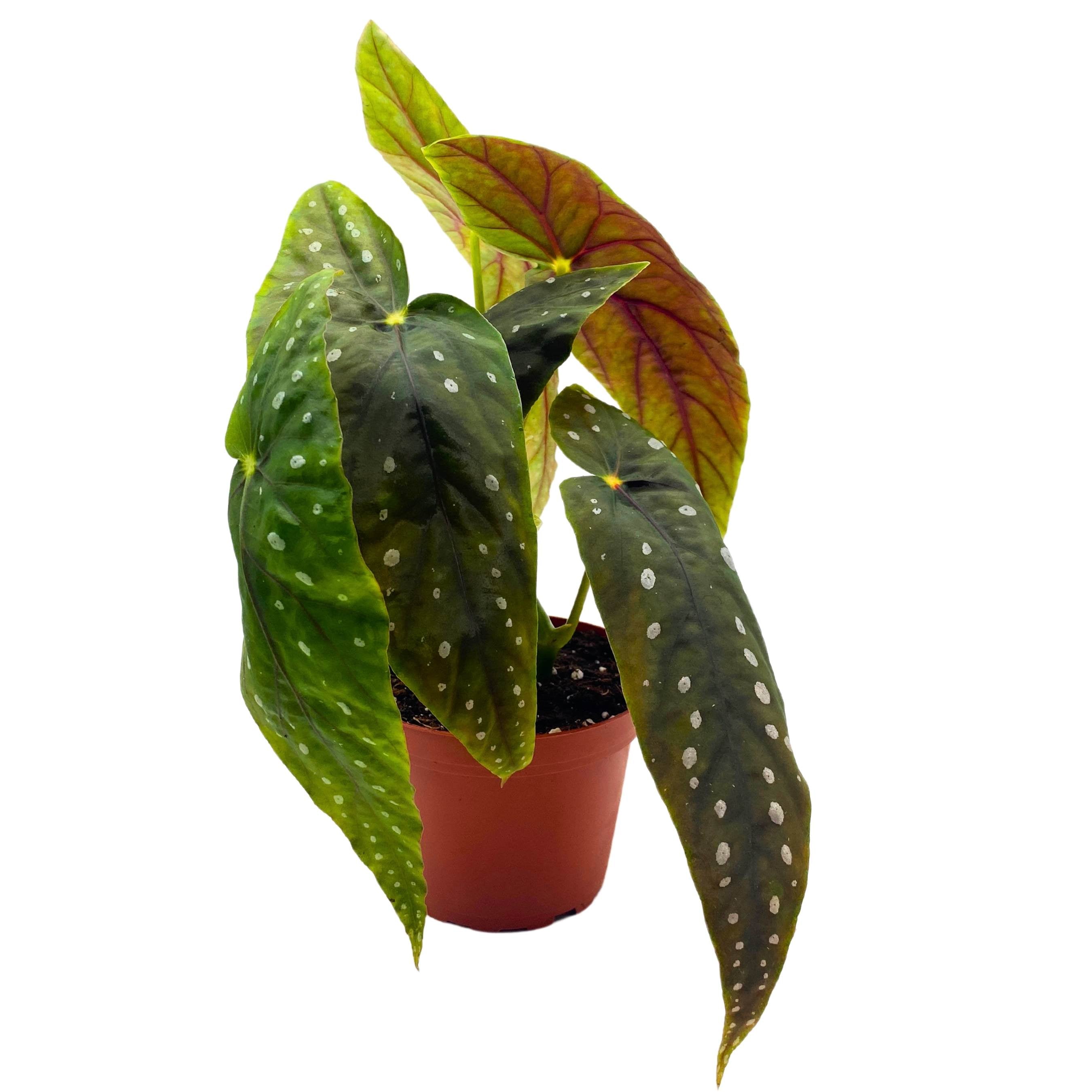 Eric Seel Angel Wing Begonia 4 inch – Harmony Foliage