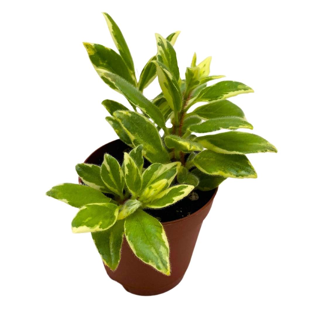Columnea Variegated Light Prince in a 2 inch Pot – Harmony Foliage