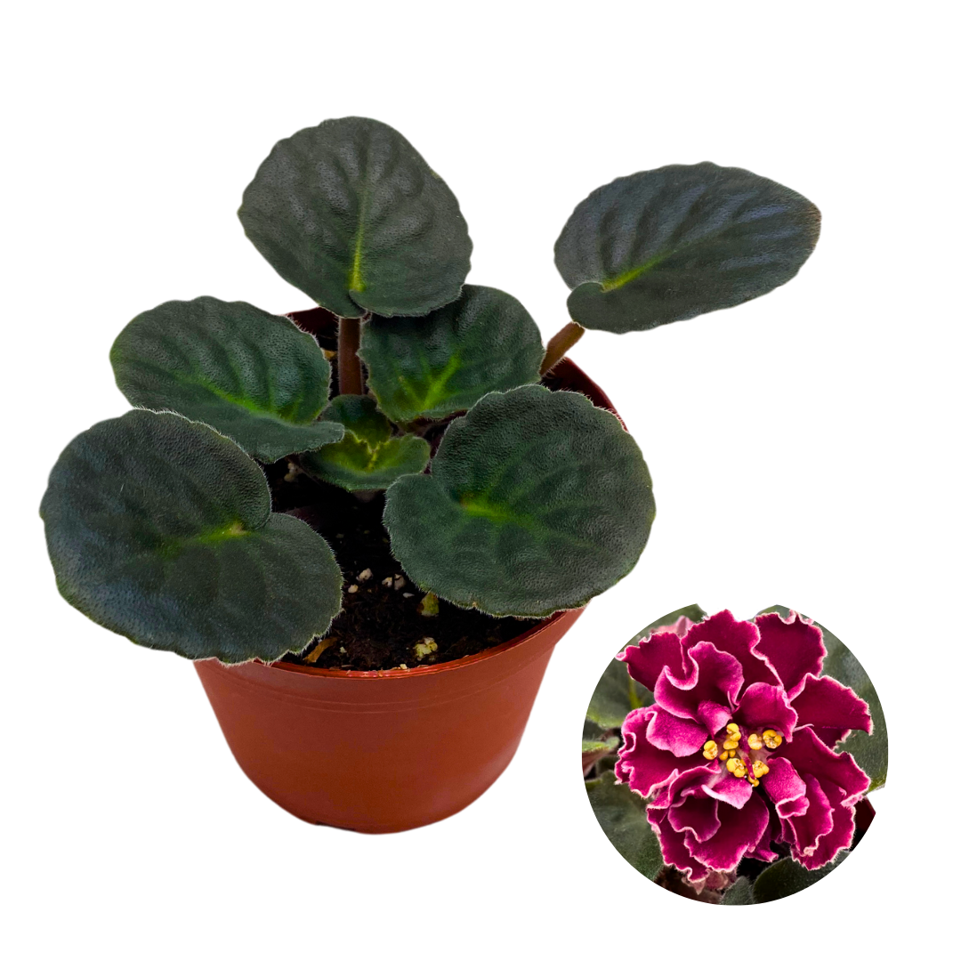 African Violet Secret Rendezvous 4 inch Purple Pink Ruffle Flower ...