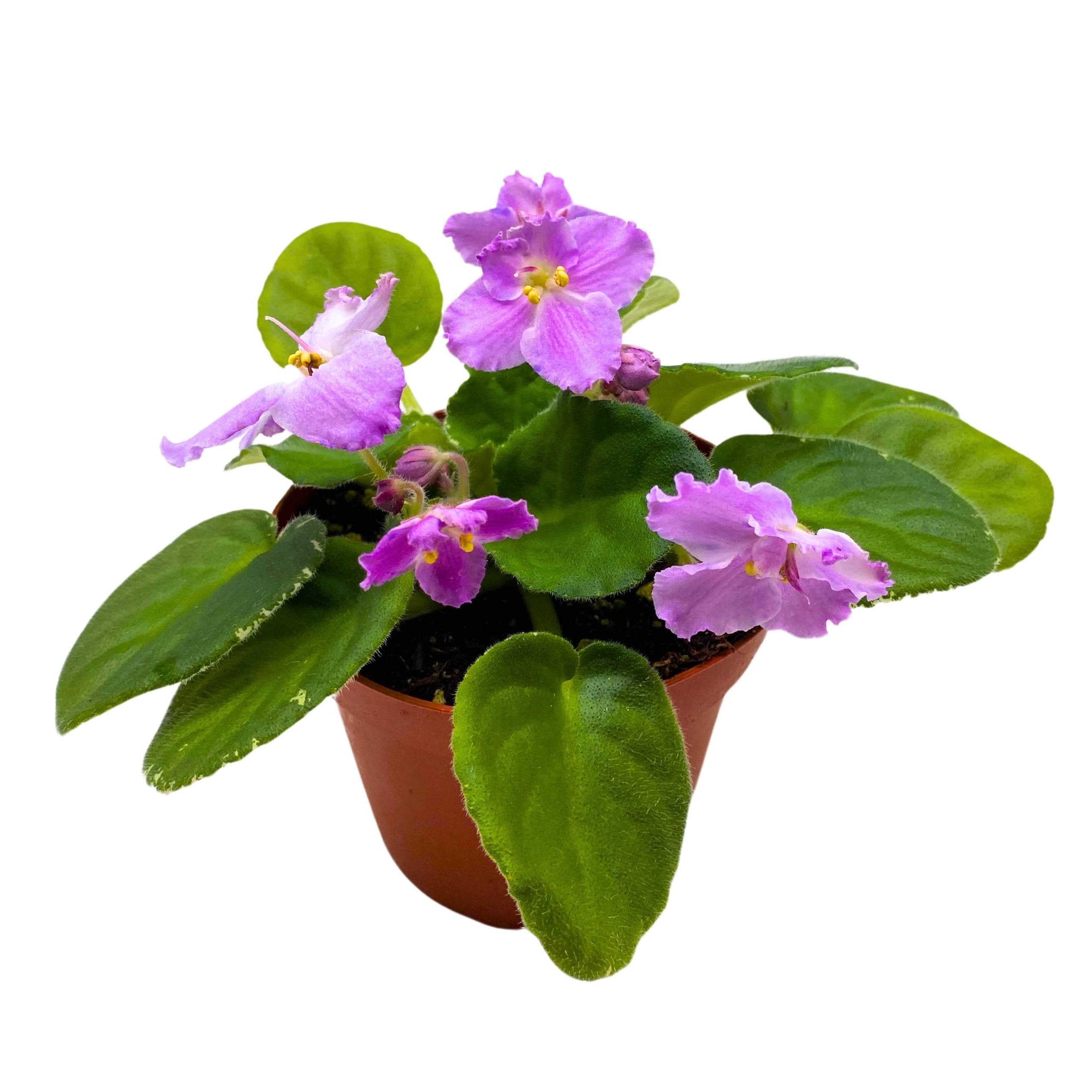 K's Lilac Infusion African Violet Saintpaulia 4 inch – Harmony Foliage
