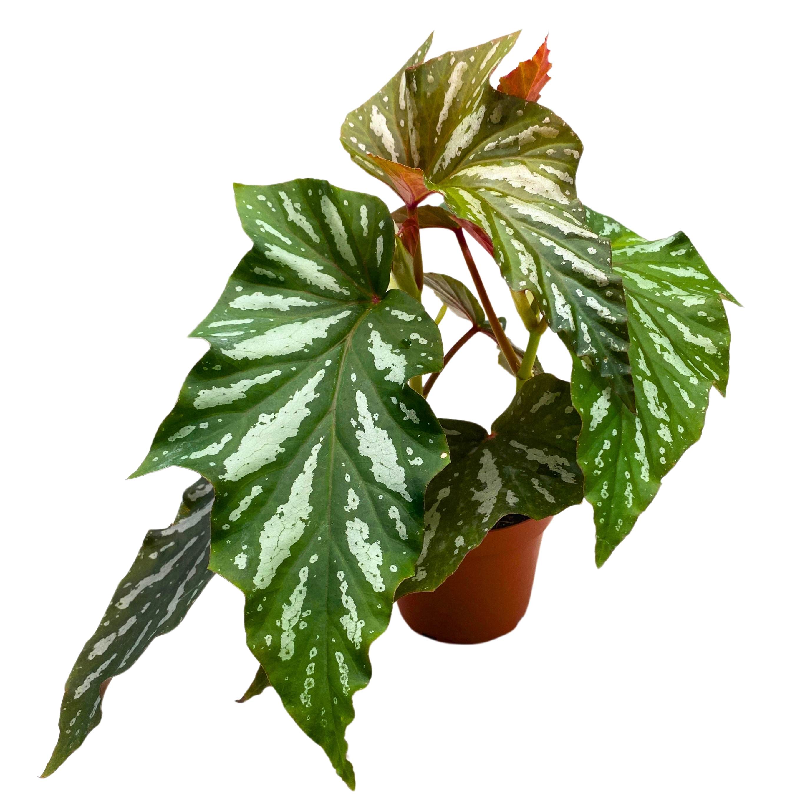 Harmony's Silver Mist Angel Wing Begonia 4 inch – Harmony Foliage