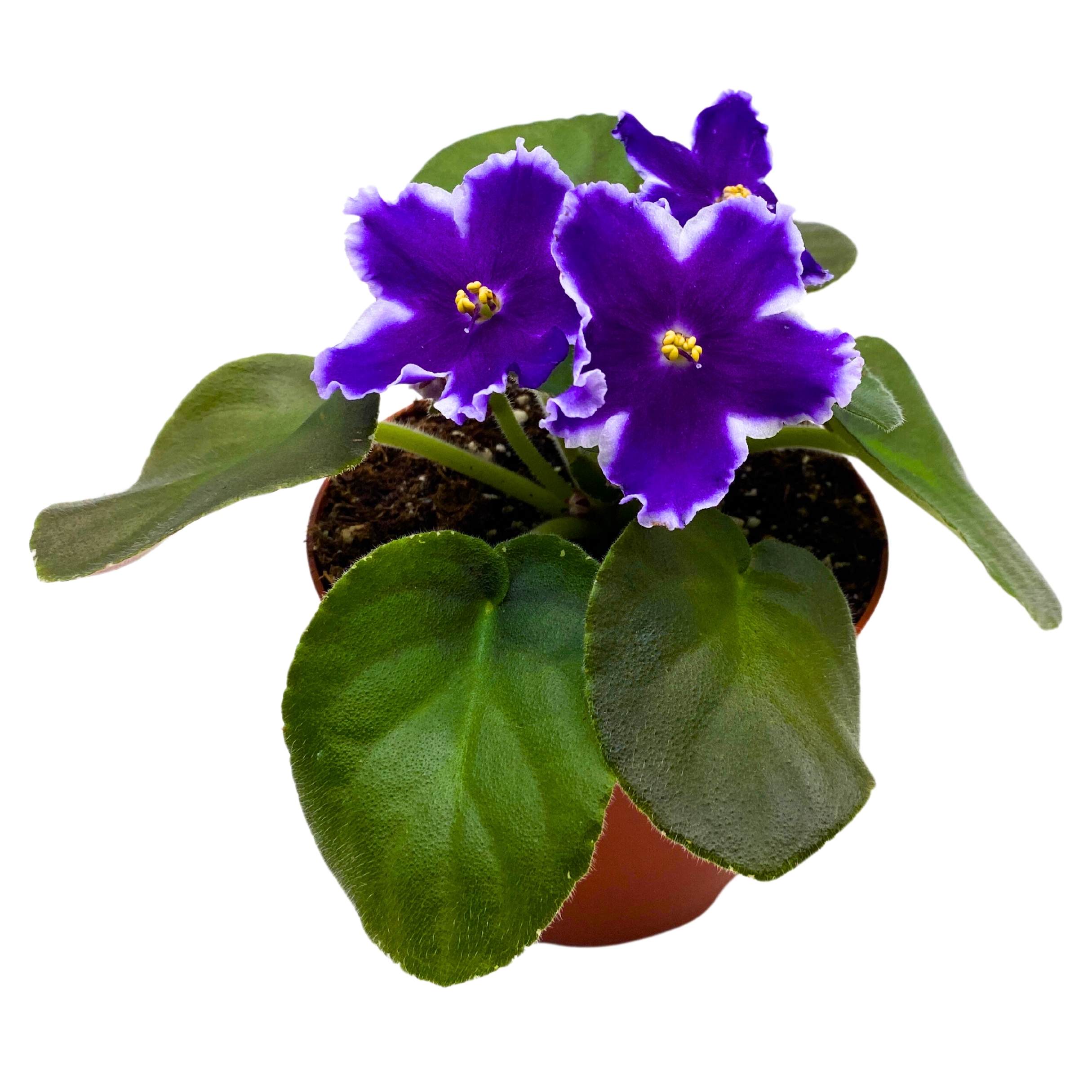 VaT King of Peas African Violet Saintpaulia 4 inch – Harmony Foliage
