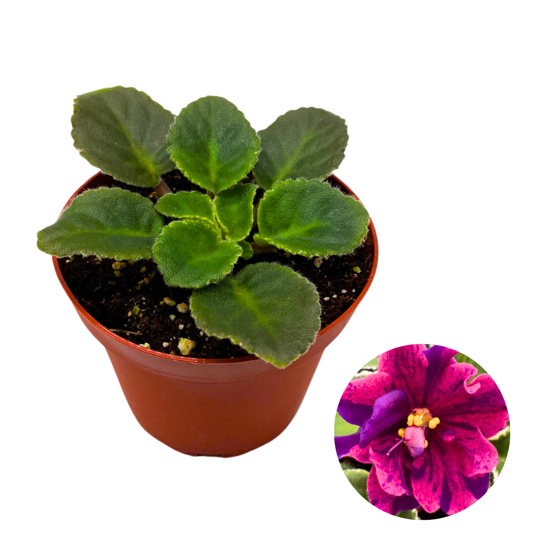 African Violet VaT Real Life 4 inch Purple Red Flower – Harmony Foliage