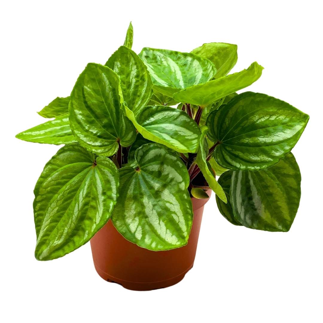 Peperomia Ecuador in a 6 inch pot – Harmony Foliage