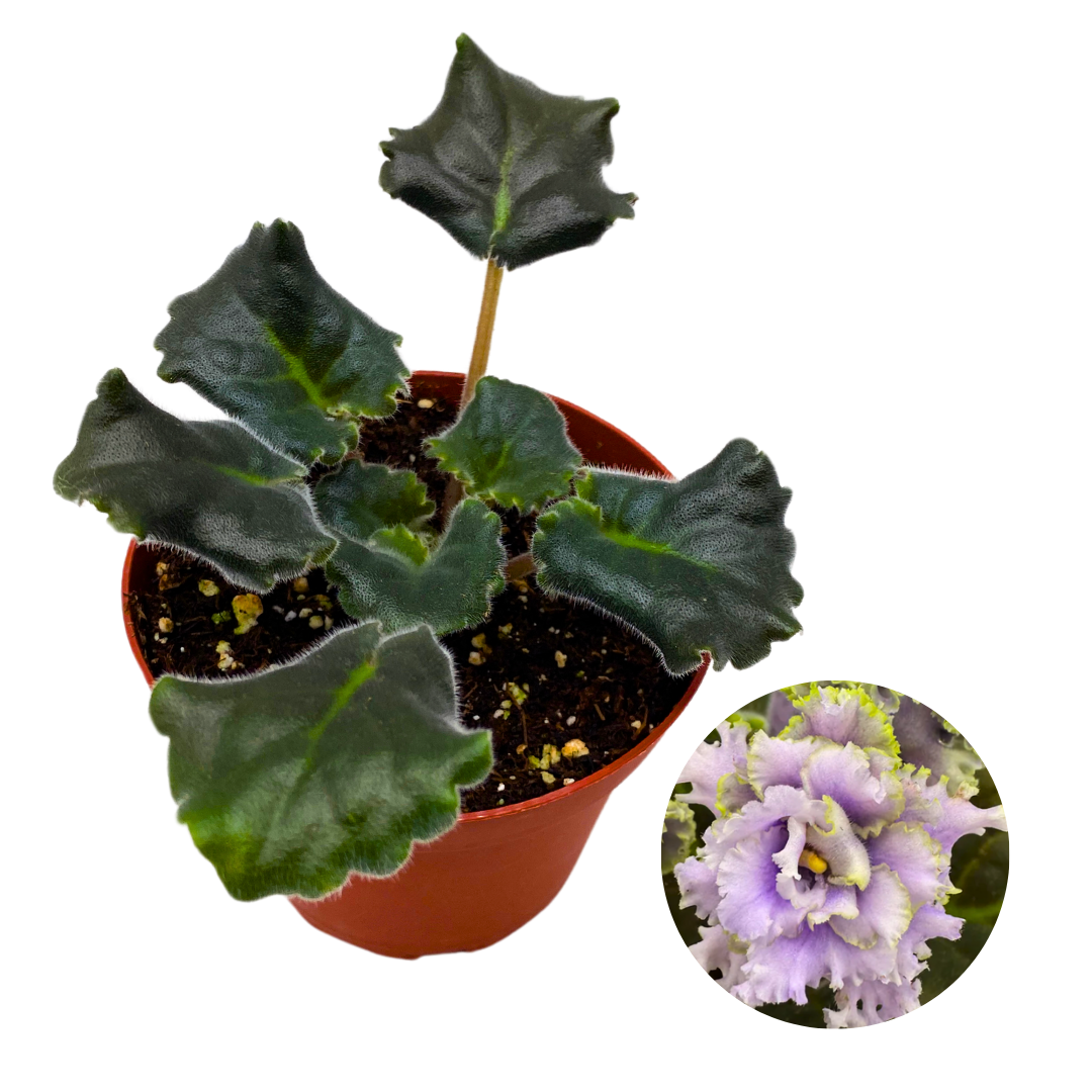 African Violet RS Zhabo 4 inch White Ruffle Flower – Harmony Foliage