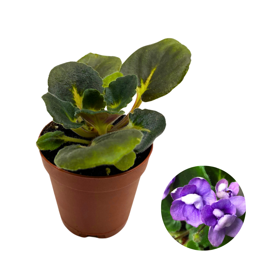 Mini African Violet Mini Minx, 2 inch Purple Flower – Harmony Foliage