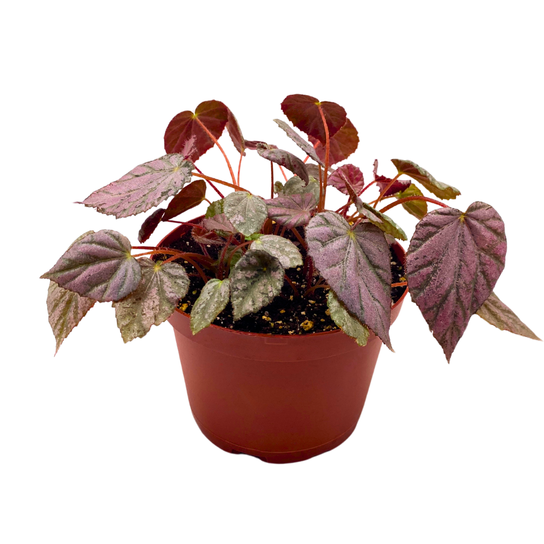 Harmony's Stormy Sunset Rhizomatous Begonia 6 inch Pink Rhizo – Harmony ...