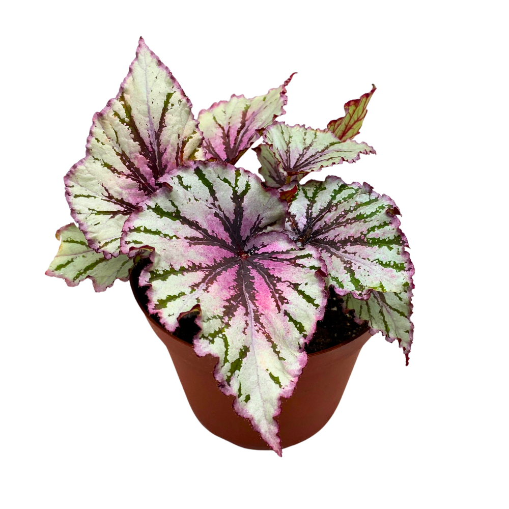 Sri Lanka Begonia Rex 6 inch Pink Red Green White – Harmony Foliage