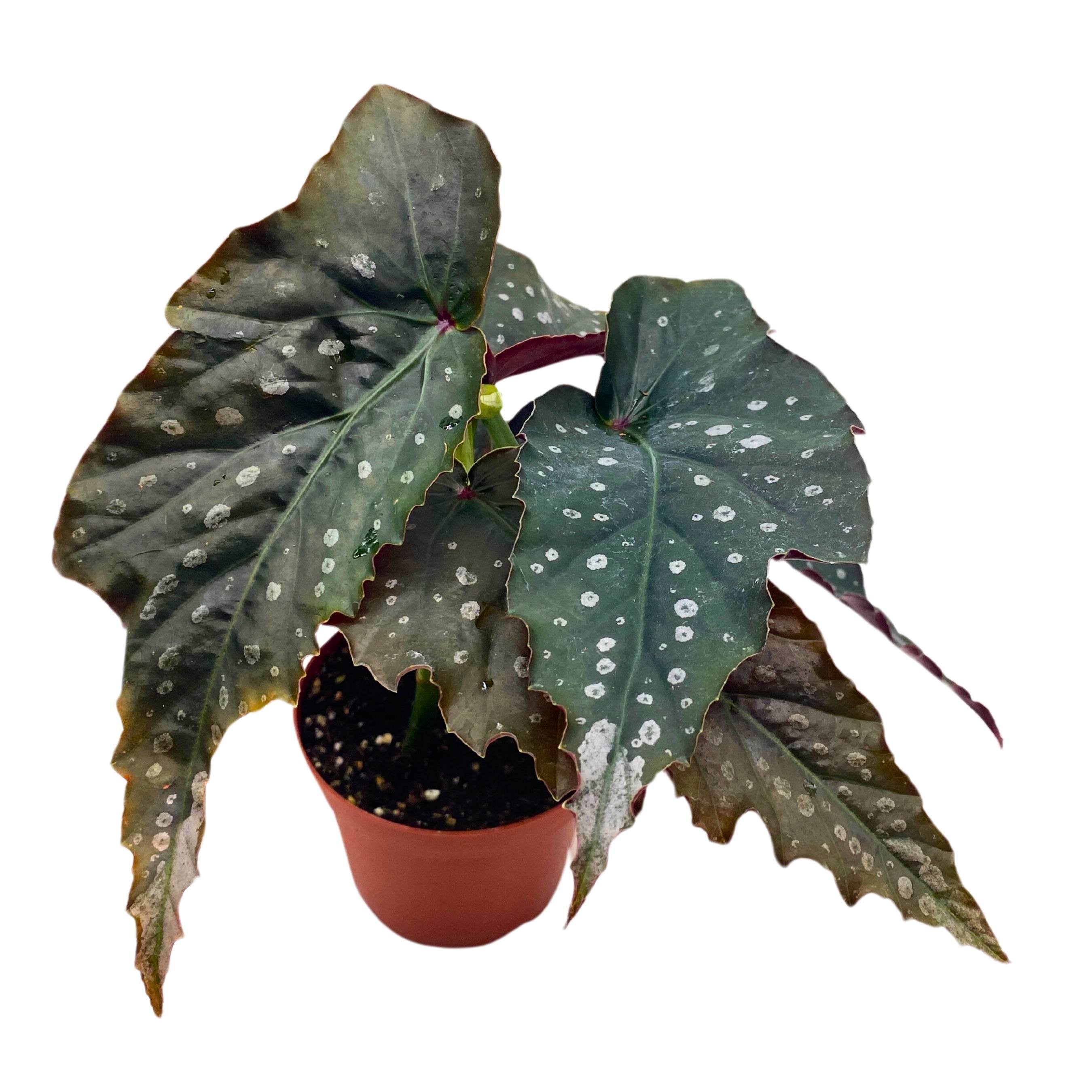 Harmony's Witcher Angel Wing Begonia 4 inch – Harmony Foliage