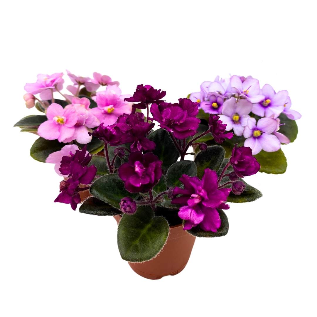 Harmony's Mini African Violets Grower's Choice Mix 2 inch set of 3 Rar ...