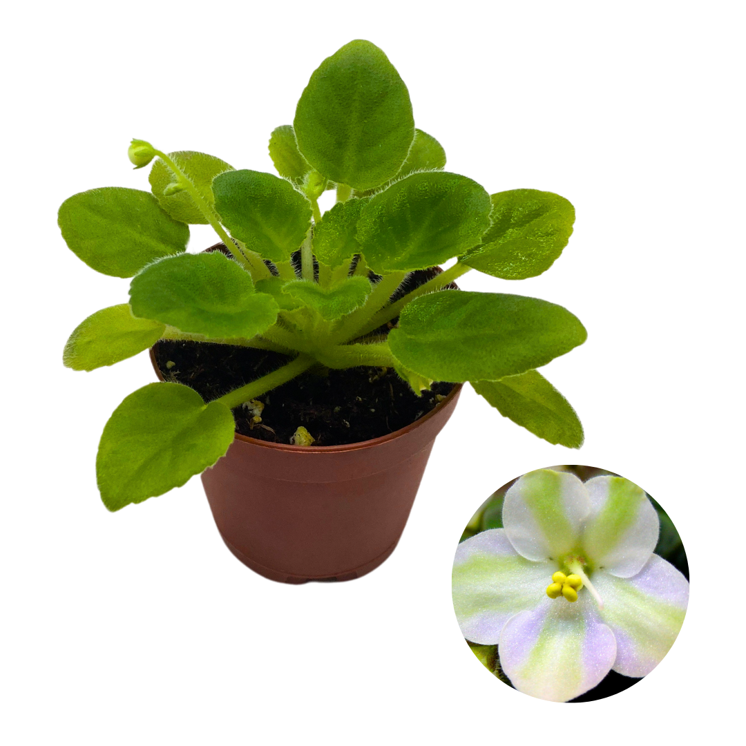 Mini African Violet Mac's Misty Meadow 2 inch White Flower – Harmony ...