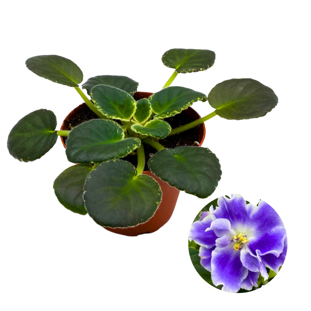 African Violet RS Ariel Variegated 4 inch White Blue Flower – Harmony ...