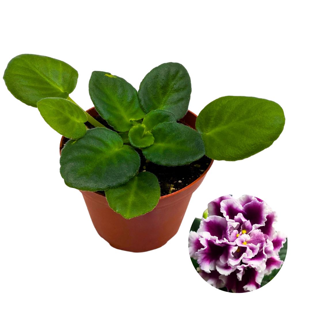 African Violet RS Duchess 4 inch Purple White Ruffle Flower – Harmony ...