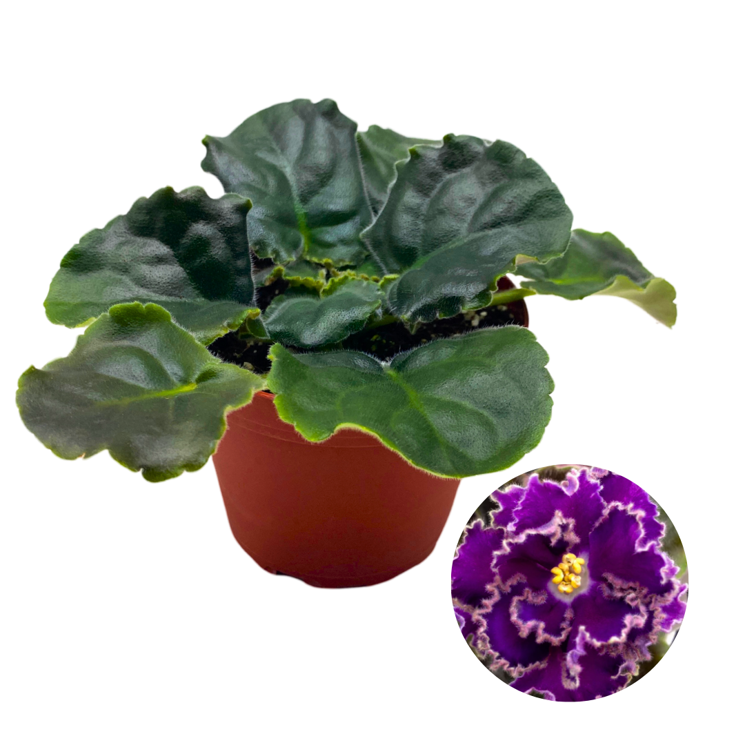African Violet Cajun's Royal Knockout 4 inch Purple Ruffle Flower ...