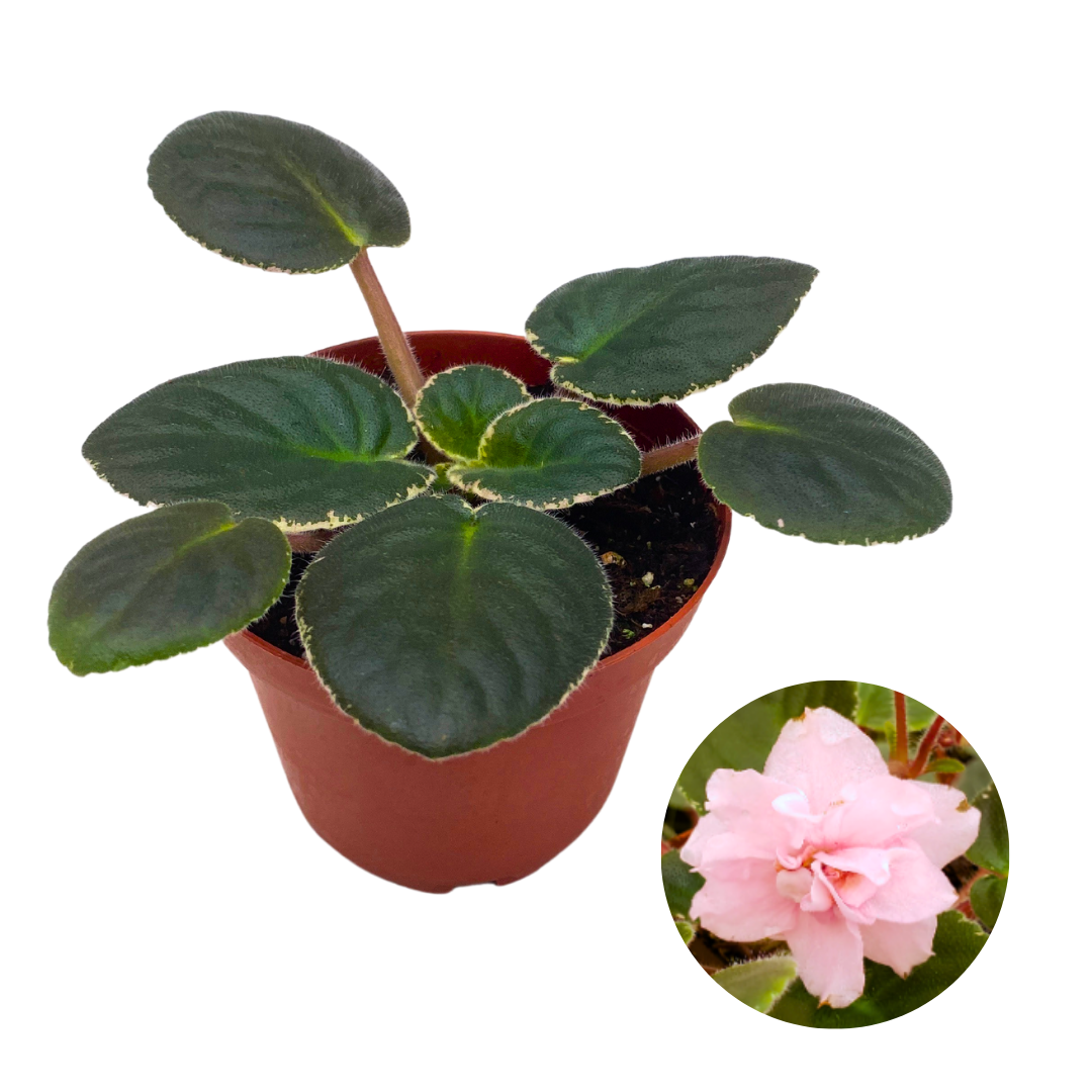 African Violet Rivermist Venus 4 inch Pink Flower – Harmony Foliage