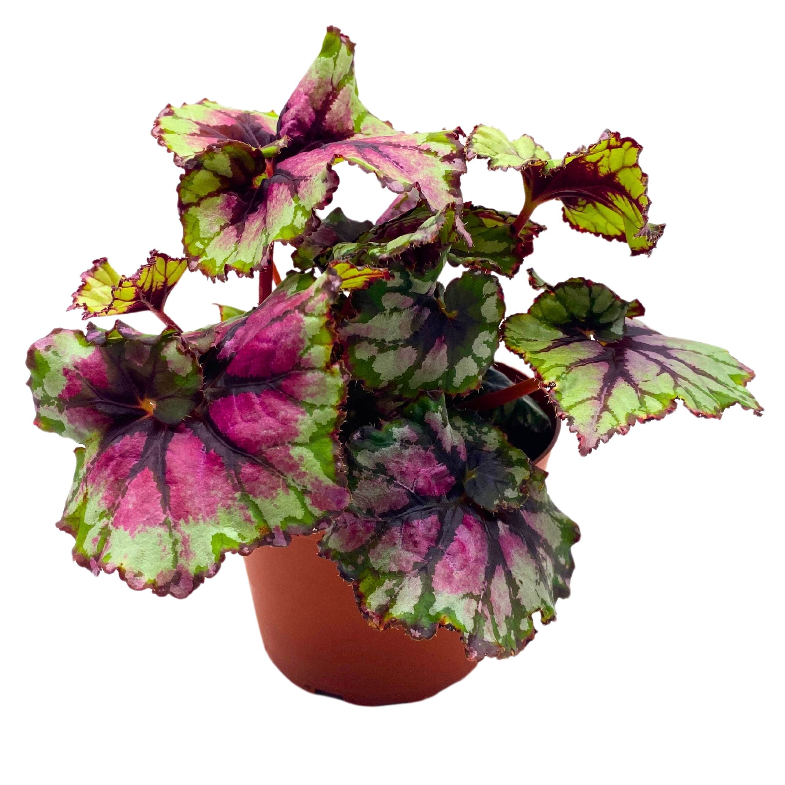 Begonia Rex Ballroom 4 inch – Harmony Foliage