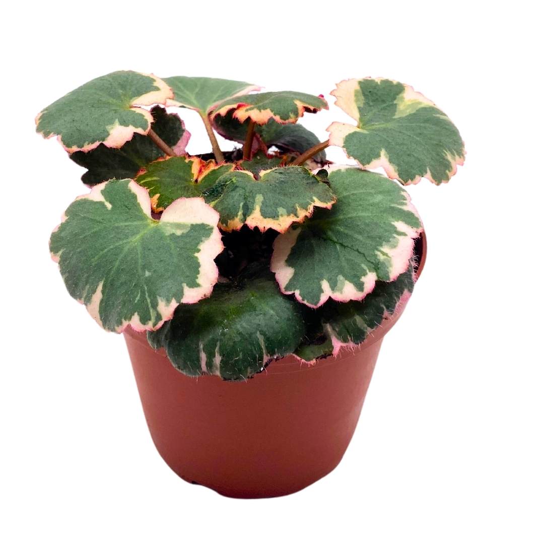 Variegated Strawberry Begonia 2 inch Saxifraga stolonifera – Harmony ...