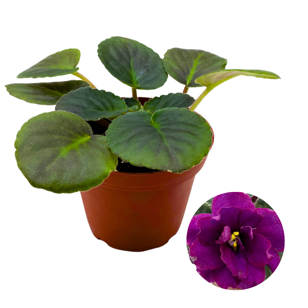 African Violet Mardi Gras Madness 4 inch Purple Flower – Harmony Foliage
