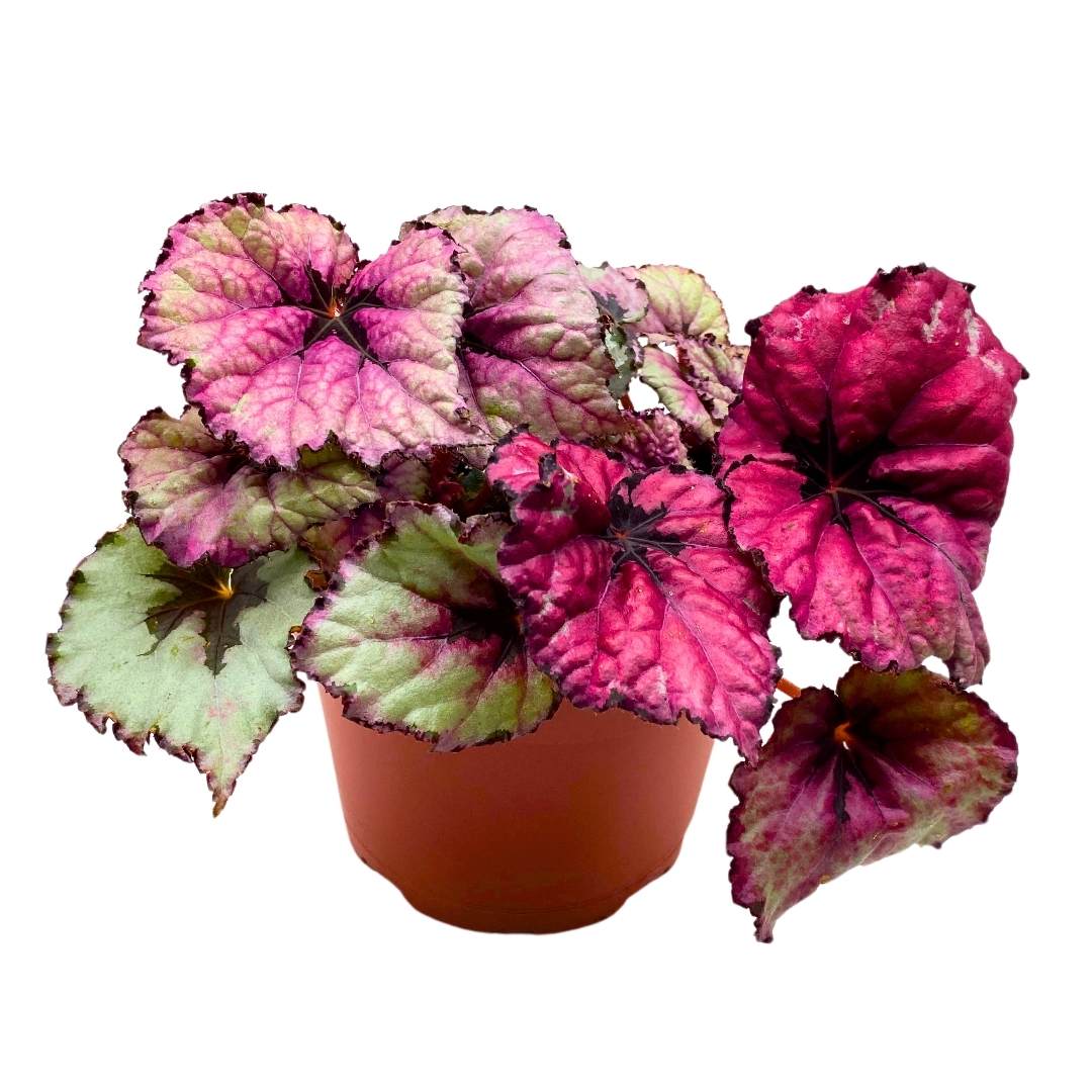 Begonia Rex Kotobuki Pink in a 6 inch Pot – Harmony Foliage