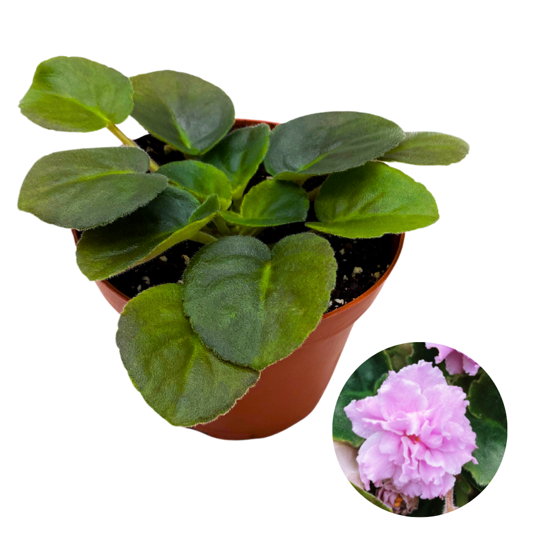 African Violet Pink Panther 4 inch Pink Flower – Harmony Foliage