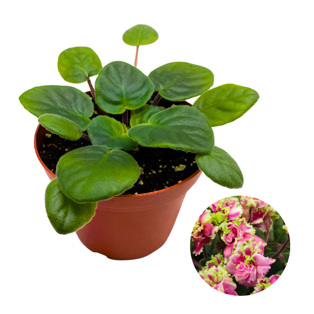 African Violet Mermaid Kiss 4 inch Pink Super Ruffle Flower – Harmony ...