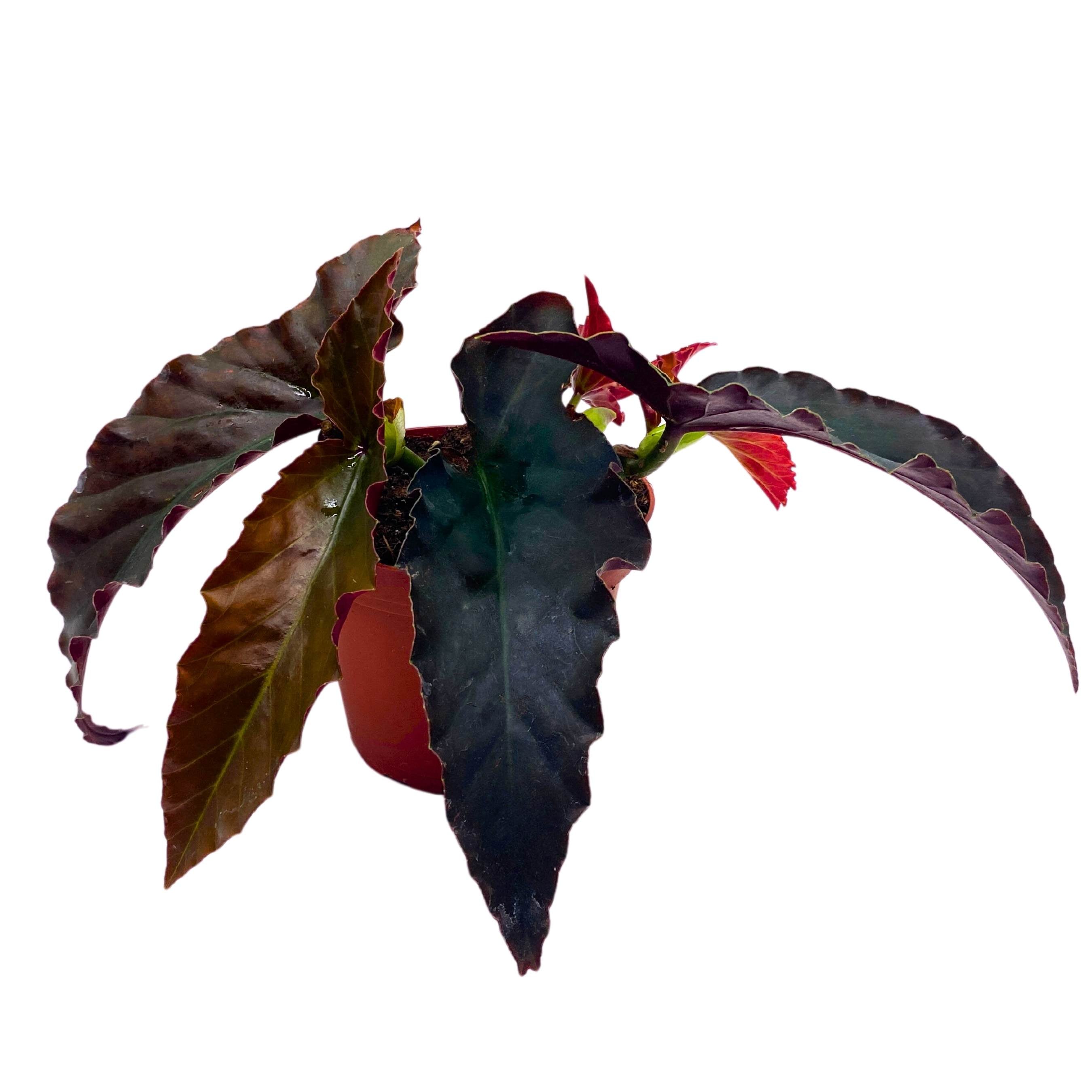 Harmony's Dark Fang Angel Wing Cane Begonia 4 inch – Harmony Foliage