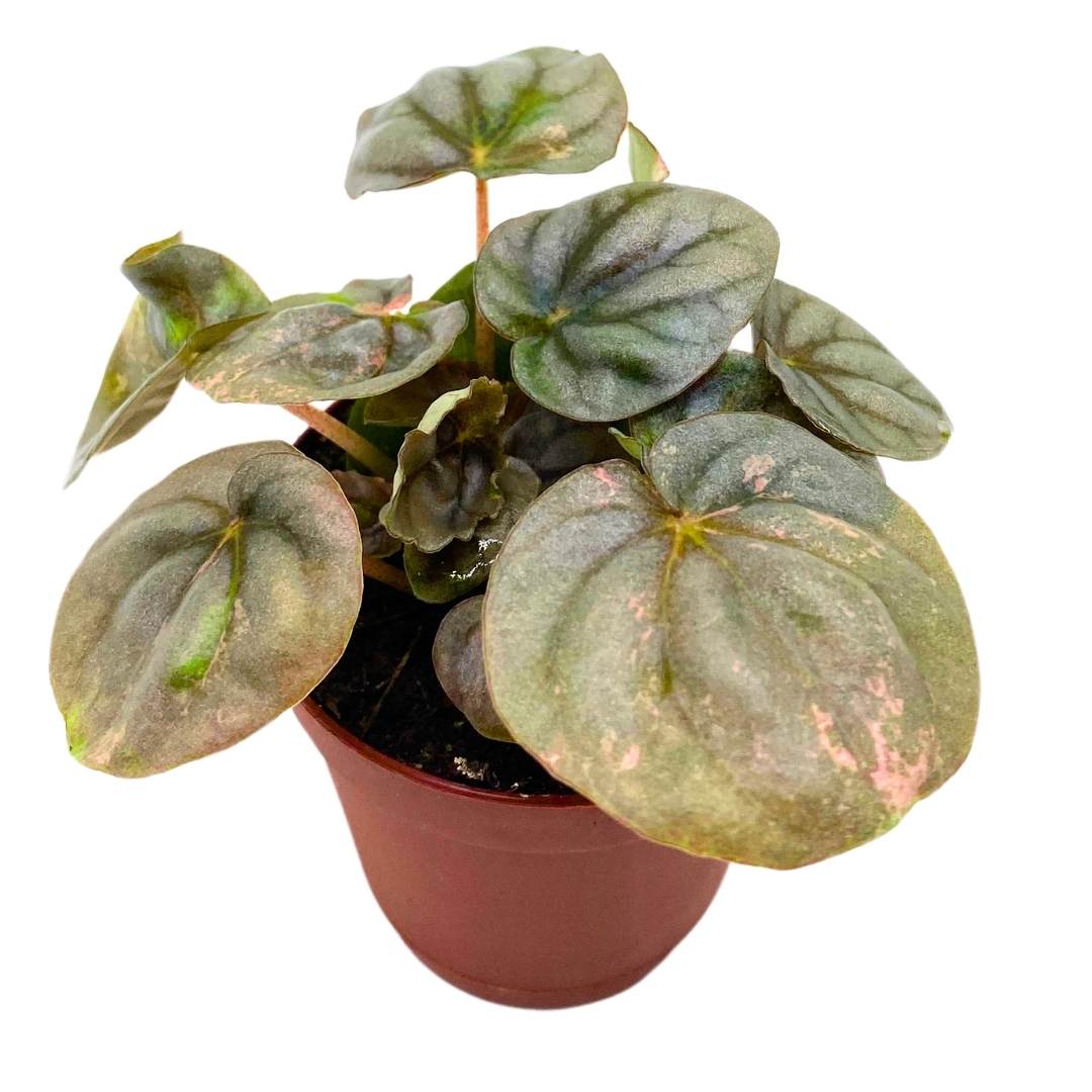Peperomia Pink Lady 2 inch Harmony's pink variegated pep strong geneti ...